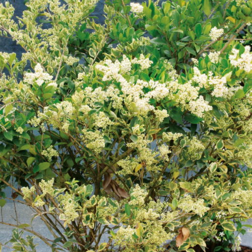 Piante Marconi - Vivai - Grottammare | Ligustrum japonicum verde